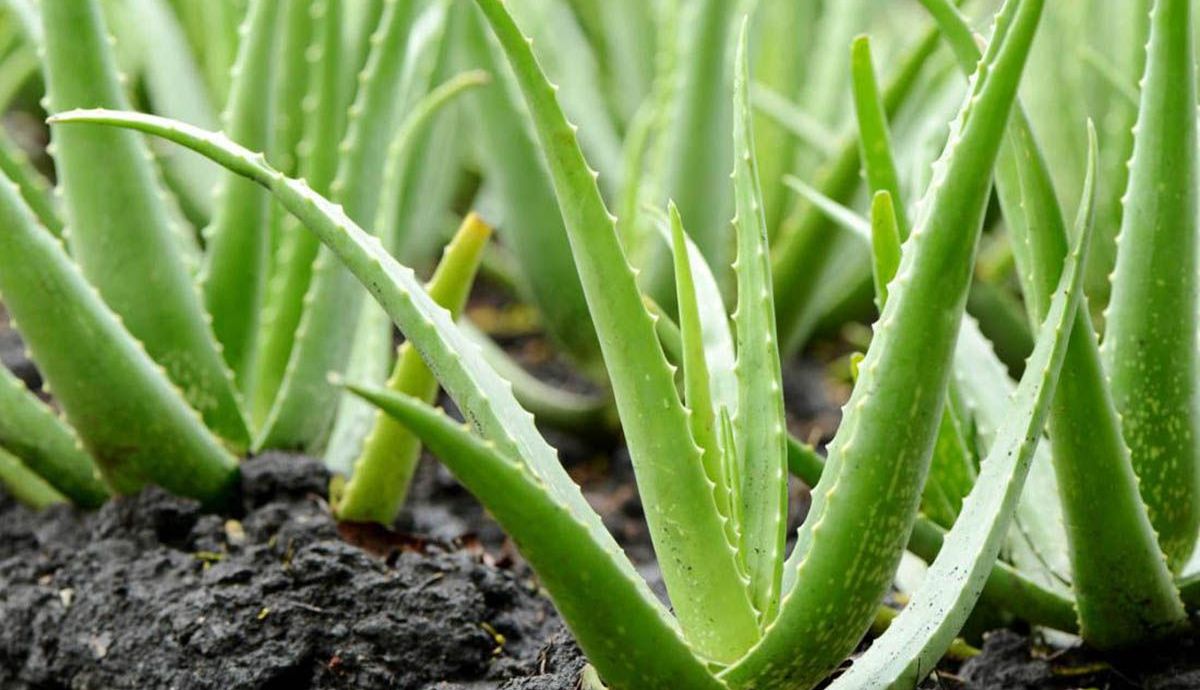 De Cleopatra a la cancha: descubre cómo el Aloe Vera ha c...