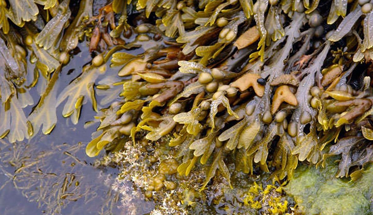 ¿Conoces el fucus? Un alga que favorece la pérdida de peso